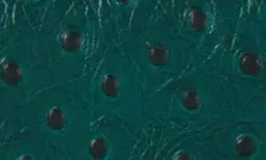 Brahmin Veronica Leather Envelope Wallet - Emerald