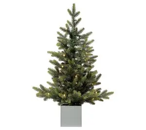 HAUTE DECOR 30' Prelit Fraser Fir In Pot, 35 Co Cave Led - One-color