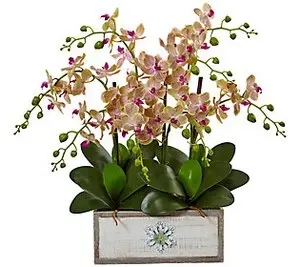 NEARLY NATURAL Phalaenopsis Orchid Arrangement In Vase Near Ly Natural - One-color