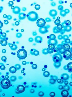 DECORTE Liposome Advanced Repair Serum