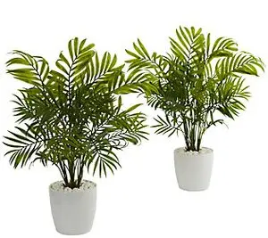 NEARLY NATURAL Set Of 2 Palms In White Planters Nearly Natu Ral - One-color