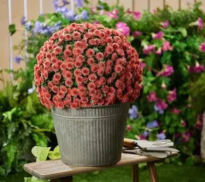 Wicker Park As Is  Single 16" Faux Mum Indoor/ Garden Sphere - One-color