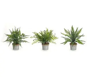MELROSE Assorted Fern Plant In Tin Pot - One-color