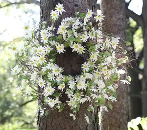 MELROSE White Daisy Floral Twig Wreath 23'd
