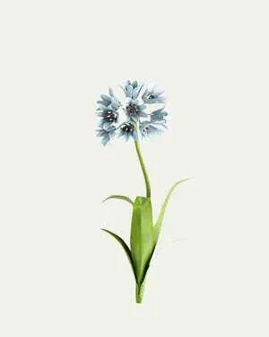 TOMMY MITCHELL Original Painted Agapanthus Study - Blue
