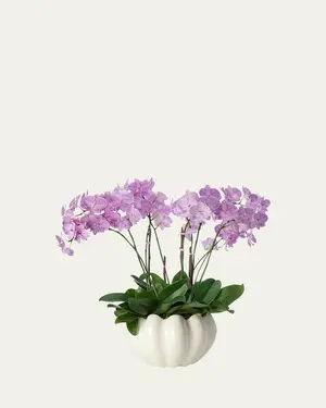 Aerin Mirabelle Cachepot - Cream