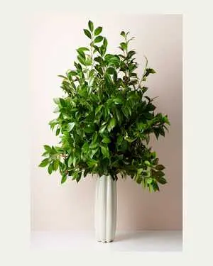 Aerin Mirabelle Tall Vase