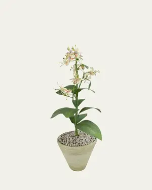 TOMMY MITCHELL Honeysuckle June Birth Flower In White Terracotta Pot - Warm White
