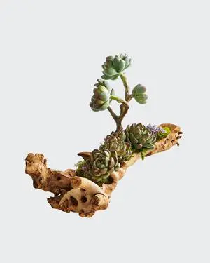 T & C FLORAL COMPANY Baby Log Filled With Sedum - Blue