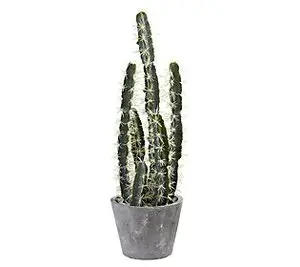 NEARLY NATURAL Decorative Cactus Garden W/cement Planter Ne Arly Natural - One-color