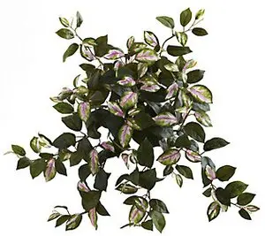 NEARLY NATURAL Hoya Hanging Bush Set Of 4 By - One-color