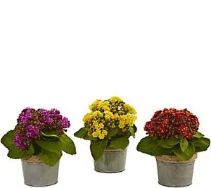 NEARLY NATURAL Set Of 3 Kalanchoe Arrangements By - One-color
