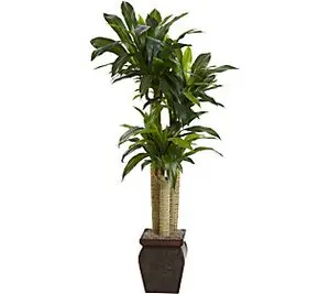 NEARLY NATURAL 4' Cornstalk Draceana With Vase By - One-color