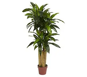 NEARLY NATURAL 4' Corn Stalk Dracaena Silk Plant Nearly Nat Ural - One-color