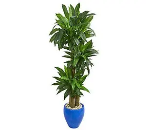 NEARLY NATURAL 6' Cornstalk Dracaena In Blue Planter By - One-color