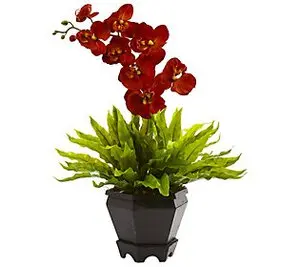 NEARLY NATURAL Bird's-nest Fern & Orchid With Planter Nearl Y Natural - One-color