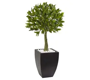 NEARLY NATURAL 3.5' Bay Leaf Tree With Black Planter By - One-color