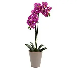 NEARLY NATURAL 24' Phalaenopsis Orchid Arrangement Nearly N Atural - One-color