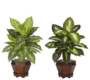 NEARLY NATURAL Dieffenbachia Plant In Vase Set Of 2 Nearly Atural - One-color