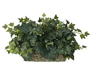NEARLY NATURAL Ivy Ledge Plant By - One-color