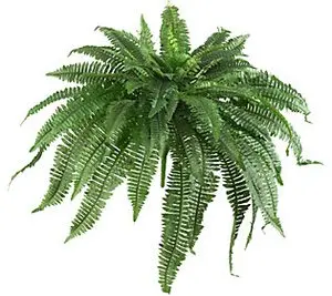 NEARLY NATURAL Set Of 2 Boston Ferns By - One-color