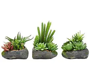 PURE GARDEN 3 Assorted Succulents