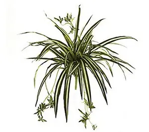 NEARLY NATURAL Spider Plant Bush Set Of 4 By - One-color