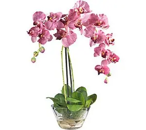 NEARLY NATURAL 18' Phalaenopsis In Glass Vase Nearly Natura L - One-color