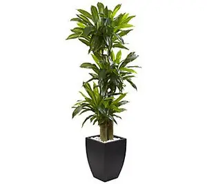 NEARLY NATURAL 5.5' Corn Stalk Dracaena With Black Wash Plante R - One-color