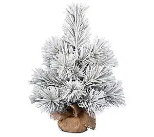 VICKERMAN 24' Frosted Beckett Pine Tree - One-color