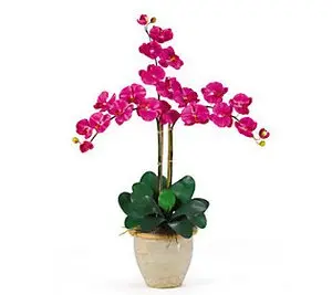 NEARLY NATURAL Phalaenopsis Orchid Arrangement Bynearly Natura - One-color