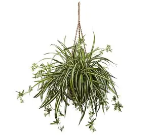 NEARLY NATURAL Spider Plant Hanging Basket By - One-color