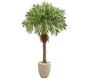 NEARLY NATURAL 63' Robellini Palm Tree In Planter Nearly Na Tural - One-color