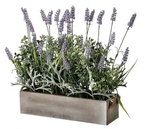 VALERIE PARR HILL Lavender In Wood Ledge Box 18' L Valerie - One-color