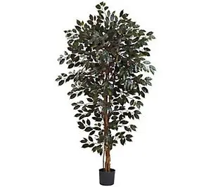 NEARLY NATURAL 6' Capensia Ficus Tree By - One-color