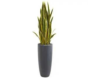 NEARLY NATURAL 4.5' Sansevieria Plant In Gray Planter Nearl Y Natural - One-color