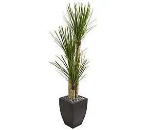 NEARLY NATURAL 63' Yucca Tree In Black Planter By - One-color