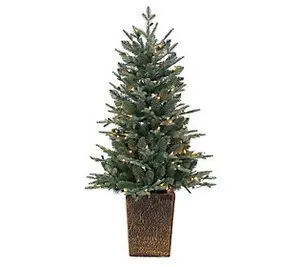 STERLING 4'h Potted Nat Cut Blue Spruce With 100 Lights Y Co - One-color