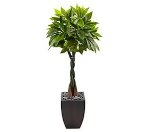NEARLY NATURAL 5' Money Tree In Black Square Planter By - One-color