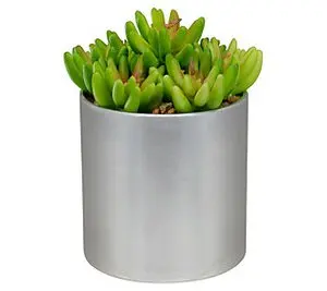 NORTHLIGHT 4.75' Potted Artificial Sedum Succul Nt - One-color