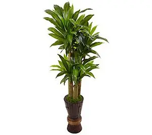 NEARLY NATURAL 5' Cornstalk Dracaena Plant In Planter Nearl Y Natural - One-color