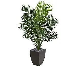 NEARLY NATURAL 5.5 Ft. Paradise Palm In Black Planter Nearl Y Natural