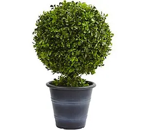 NEARLY NATURAL 23' Boxwood Ball Topiary By - One-color
