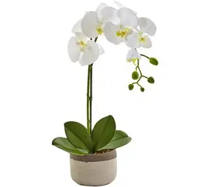 NEARLY NATURAL Phalaenopsis Orchid In Ceramic Pot Nearly Na Tural - One-color