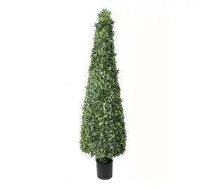 VALERIE PARR HILL 72' English Boxwood Cone Topiary Valerie - One-color