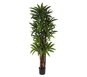 NEARLY NATURAL 6.5' Dracaena Tree - One-color
