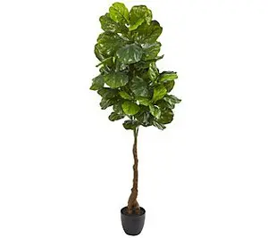 NEARLY NATURAL 64' Fiddle Leaf Artificial Tree By - One-color