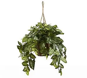 NEARLY NATURAL Nepthytis Hanging Basket - One-color