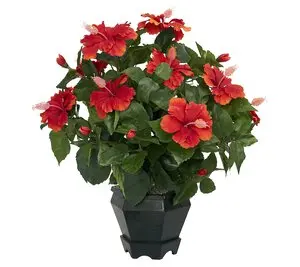 NEARLY NATURAL Hibiscus W/black Hexagon Vase Silk Plant - One-color