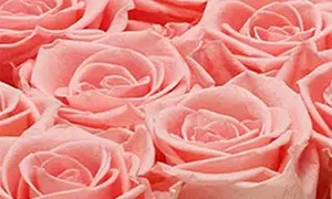 Venus Et Fleur Classic Small Square Eternity Roses - Pink